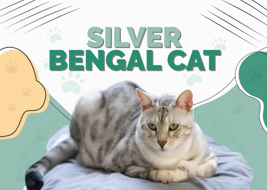 Silver Bengal Cat: Facts, Pictures, Origin & History | Hepper Pet Resources