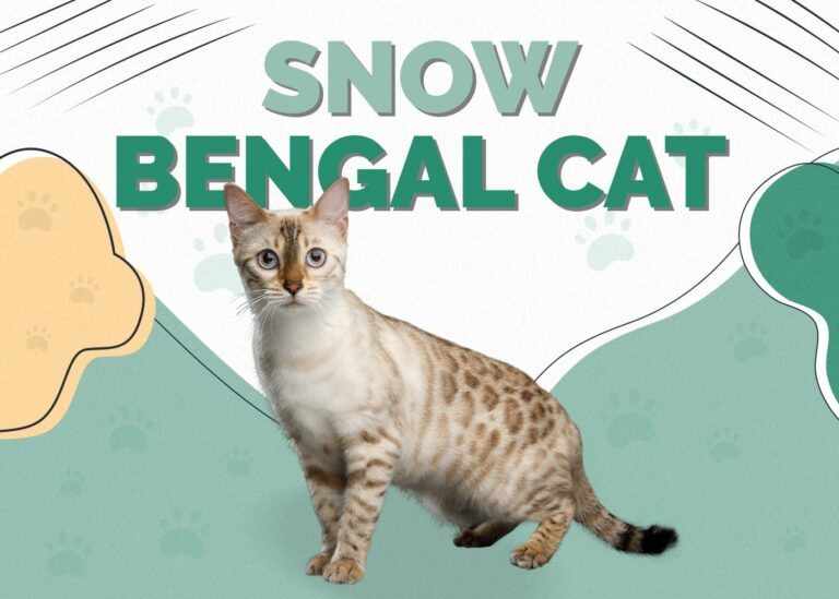 Snow Bengal Cat: Facts, Pictures, Origin & History | Hepper Pet Resources