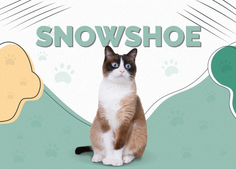Snowshoe Cat Breed: Info, Pictures, Care, Traits & Facts | Hepper Pet ...