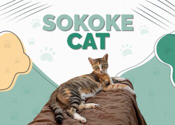 Sokoke Cat Breed Info: Pictures, Temperament & Traits | Hepper Pet ...
