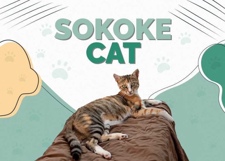 Sokoke Cat Breed Info: Pictures, Temperament & Traits | Hepper Pet ...