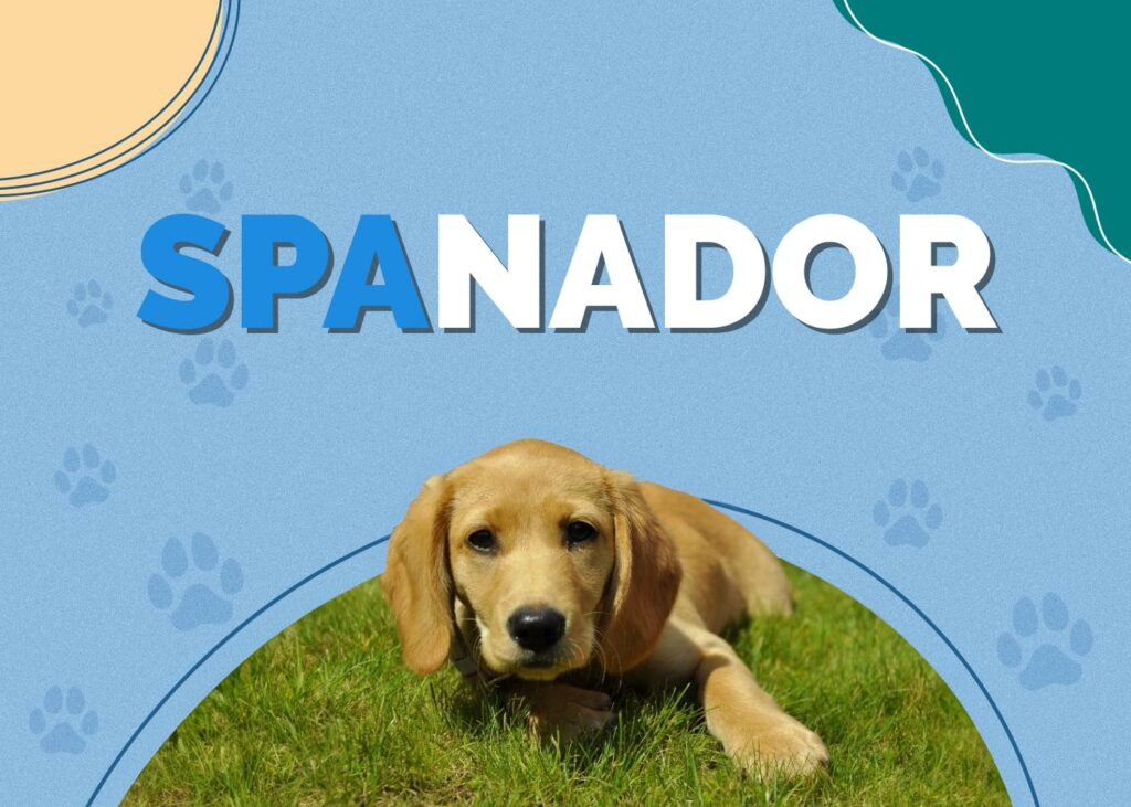 Spanador (Cocker Spaniel & Lab Mix): Info, Pictures, Facts | Hepper Pet Resources