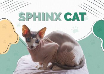 Sphynx Cat (Hairless) Breed: Info, Pictures, Care, Traits & Facts ...
