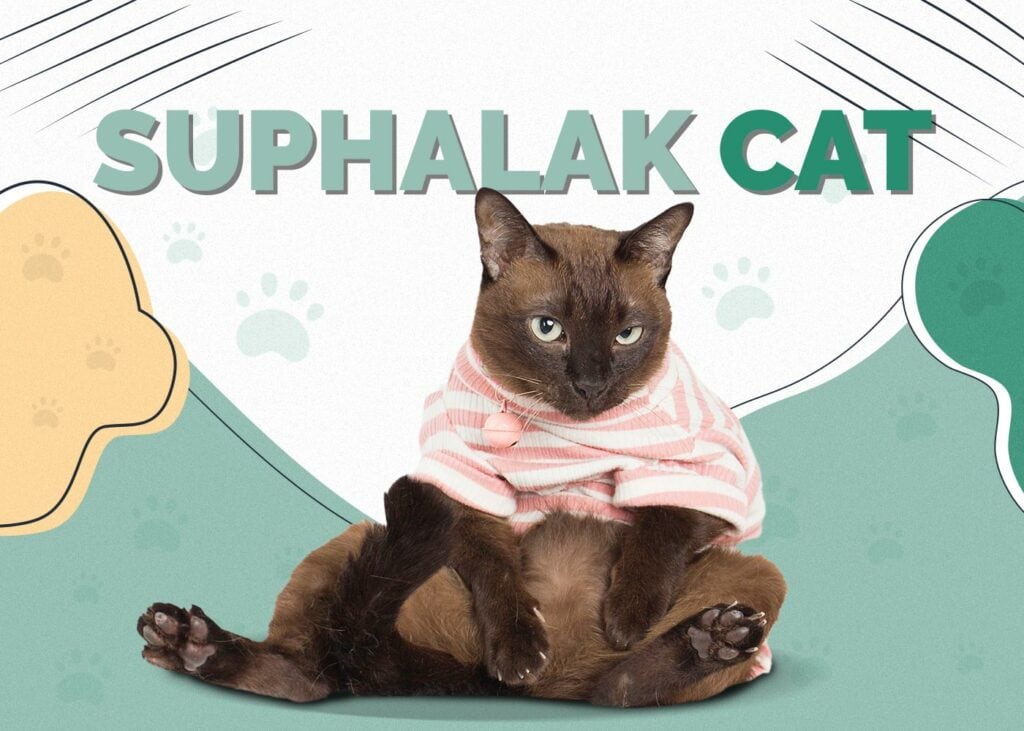 Suphalak Cat: Info, Pictures, Characteristics & Facts | Hepper Pet ...