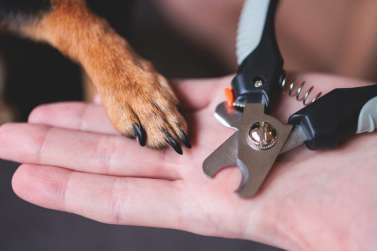 How to Use Dog Nail Clippers With a Safety Guard: 6 Vet-Approved Tips ...