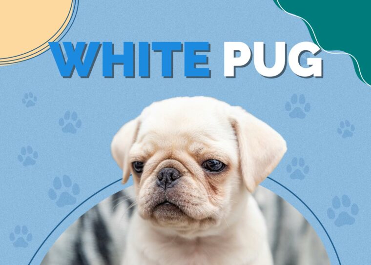 White Pug: Pictures, Facts, Origin & History | Hepper Pet Resources