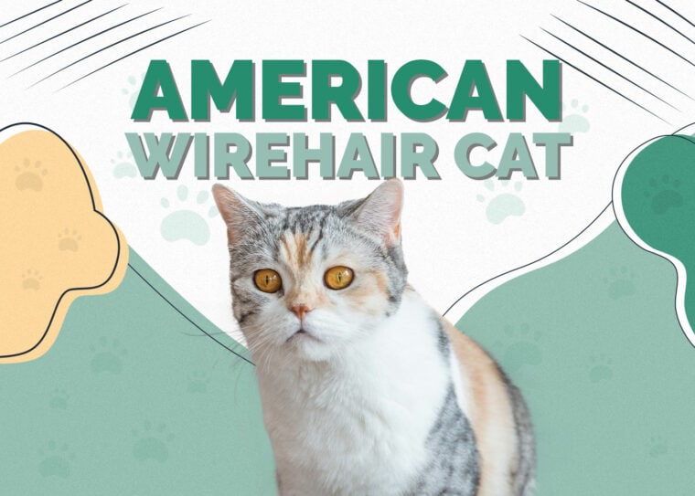 American Wirehair Cat: Info, Pictures, Characteristics & Facts | Hepper ...