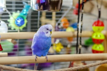 Blue Parakeet: Info, Pictures, Personality, Food & Care Guide (Vet ...