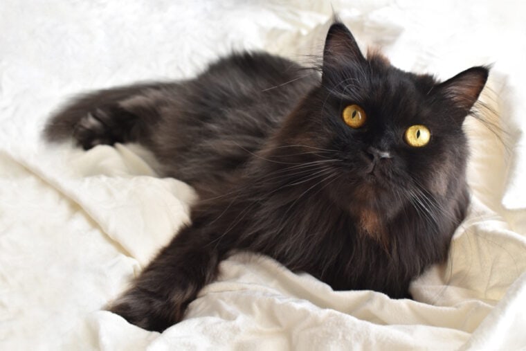 History of Black Cats: How They Become a Superstitious Symbol | Hepper ...