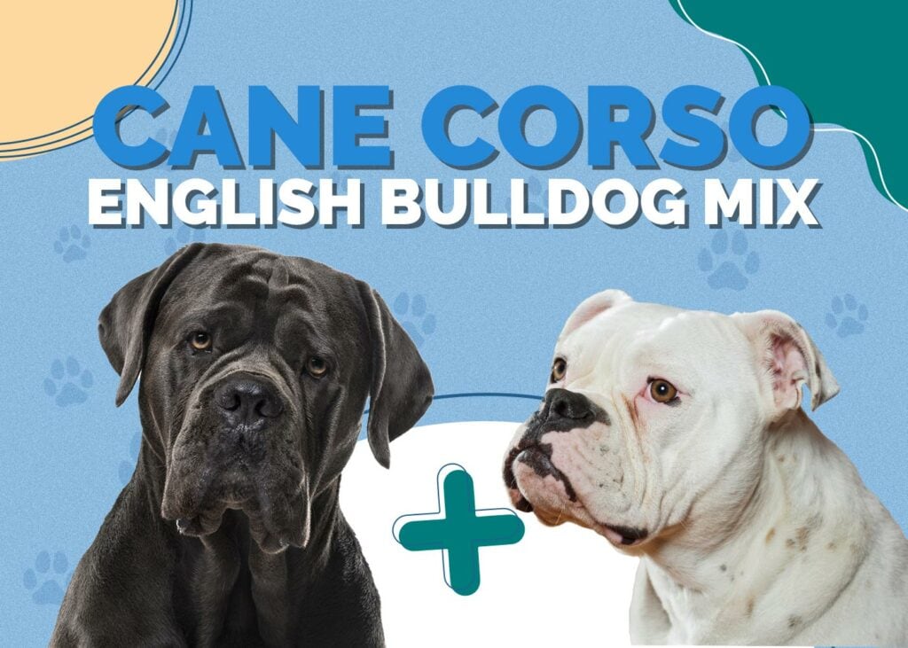 Cane Corso English Bulldog Mix: Pictures, Temperament & Traits | Hepper ...