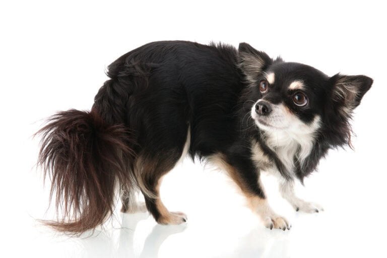 What Are Dog Hackles? Here's What They Mean | Hepper Pet Resources