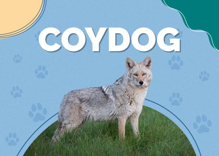 Coydog (Canid Hybrid): Mixed Breed Info, Pics, Traits, and Facts ...