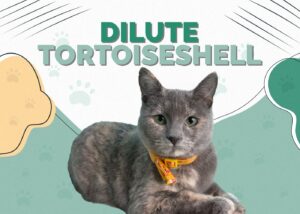 Dilute Tortoiseshell Cat: Facts, Origin & History (With Pictures ...