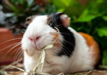 Can Guinea Pigs Eat Peas? Vet-Reviewed Nutrition Facts & FAQ | Hepper Pet Resources