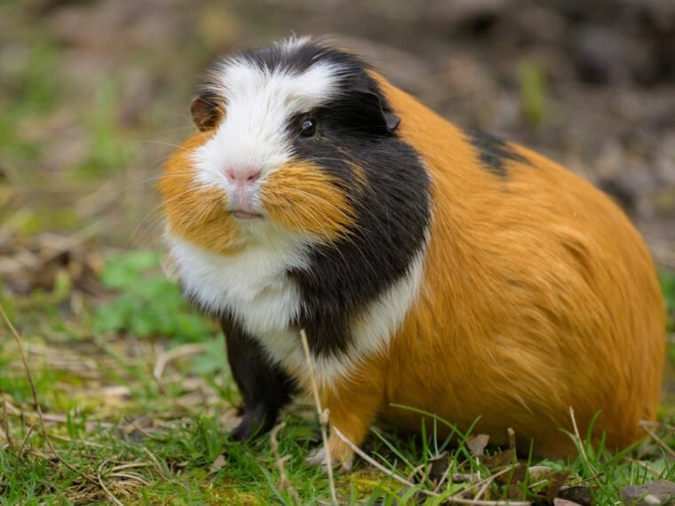 Why Do Guinea Pigs Poop So Much? Vet-Reviewed Science & Info | Hepper ...