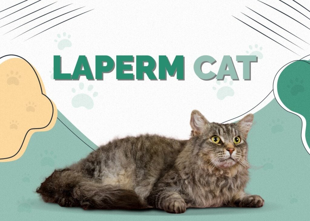 LaPerm Cat Breed: Info, Pictures, Care, Traits & Facts | Hepper Pet ...