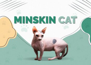 Minskin Cat Breed Info: Pictures, Temperament & Traits | Hepper Pet ...