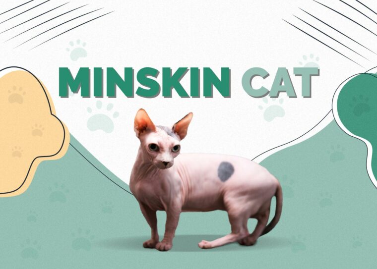 Minuet (Napoleon) Cat: Pictures, Vet Approved Care Guide, Temperament ...