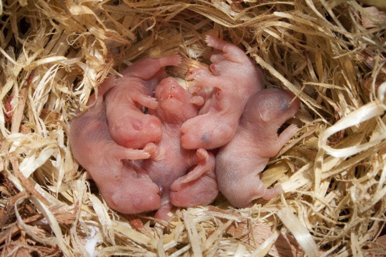 How Long Are Hamsters Pregnant? Vet-Approved Gestation Guide | Hepper ...