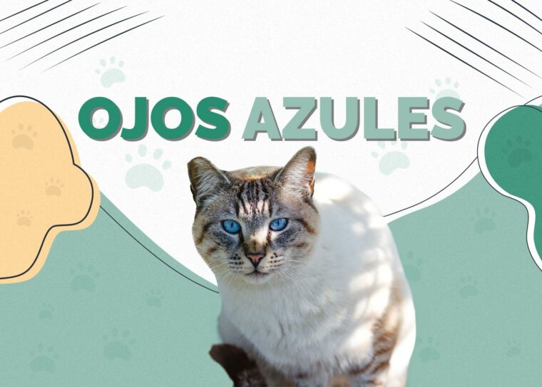 Ojos Azules Cat: Pictures, Temperament & Traits | Hepper Pet Resources