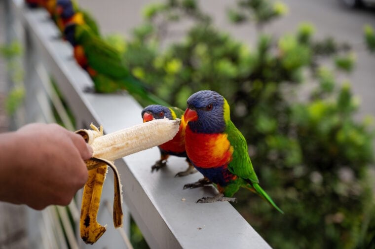 Can Parrots Eat Bananas? Vet-Verified Nutrition Guide | Hepper Pet ...