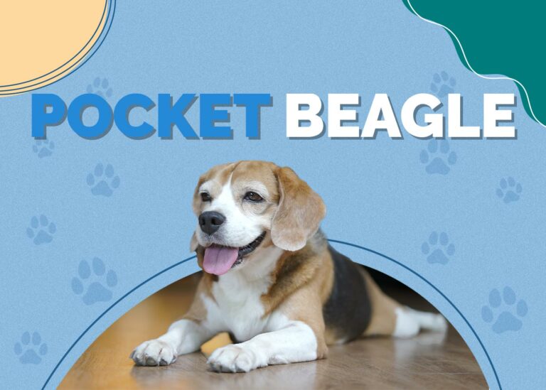 Pocket Beagle Dog Breed: Info, Pictures, Traits & More | Hepper Pet ...