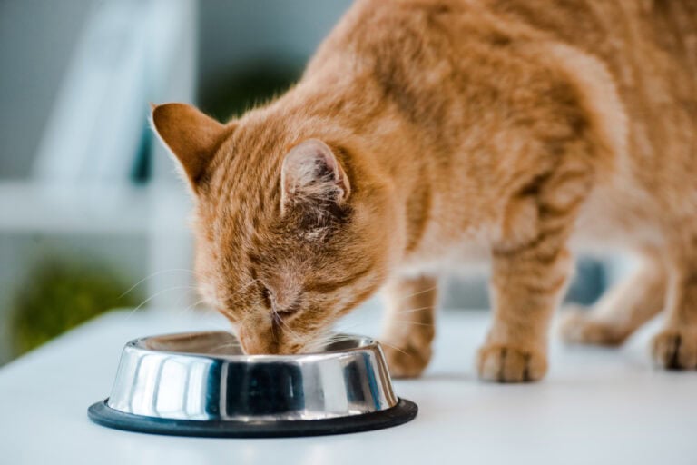 How to Stop a Cat from Spilling Their Water Bowl: 8 Methods | Hepper ...