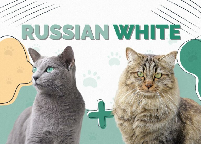 10 Russian Cat Breeds (With Info & Pictures) | Hepper Pet Resources