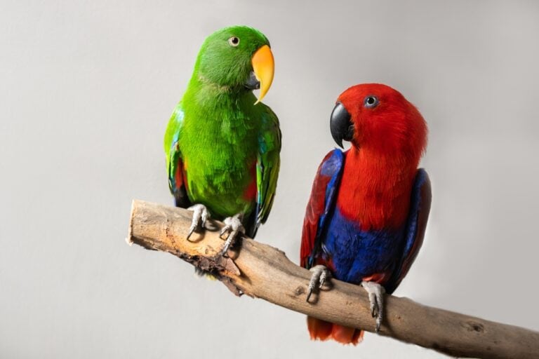 Eclectus Parrot: Pictures, Info, Food & Care Guide | Hepper Pet Resources