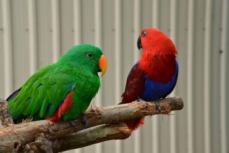 Eclectus Parrot: Pictures, Info, Food & Care Guide | Hepper Pet Resources