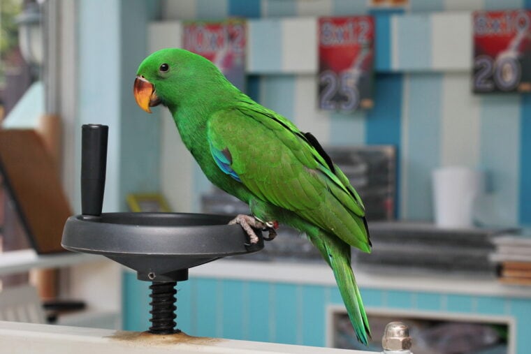 Eclectus Parrot: Pictures, Info, Food & Care Guide | Hepper Pet Resources
