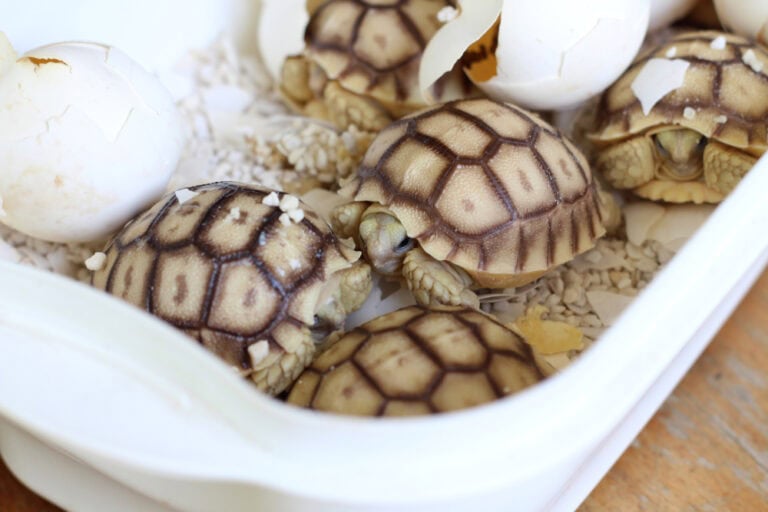 How to Hatch Tortoise Eggs Naturally: Vet Reviewed Step-by-Step Guide ...