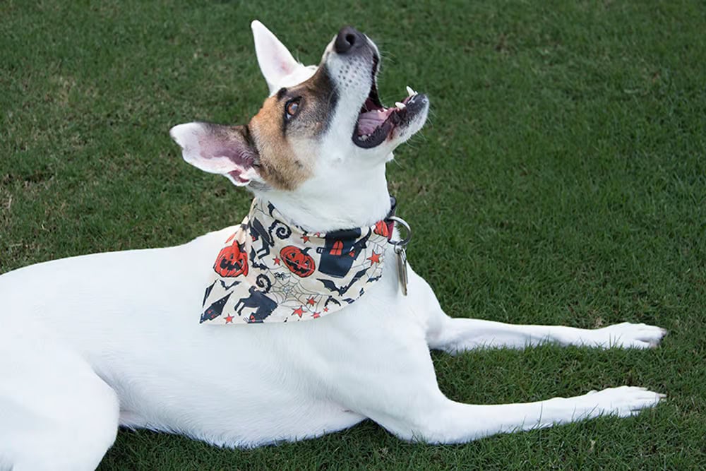 14 DIY Dog Halloween Decorations You Can Make Today (With Pictures ...