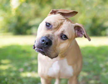 Dizzy Dog Syndrome: Our Vet Explains Idiopathic Vestibular Disease ...