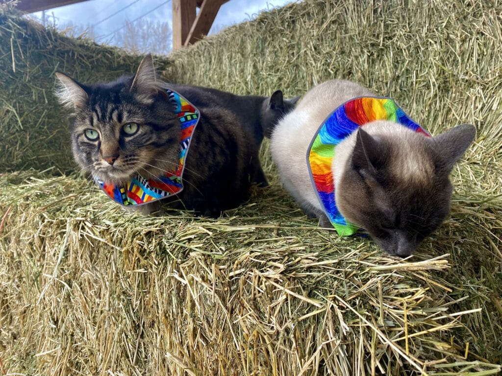 Birdsbesafe Cat Collar Review 2026: An Expert’s Guide | Hepper Pet ...