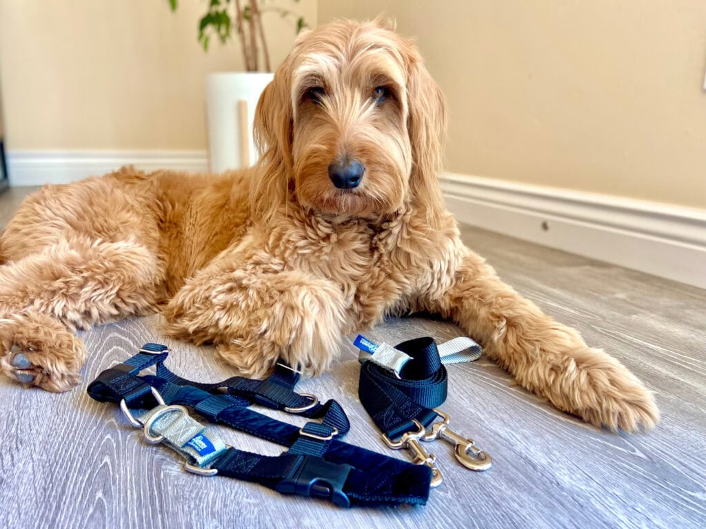 2 Hounds Design Freedom Dog Harness & Training Leash Review 2025: An ...