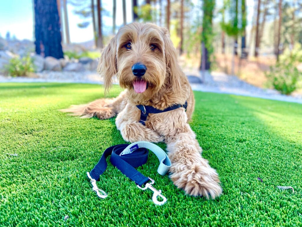 2 Hounds Design Freedom Dog Harness & Training Leash Review 2026: An ...