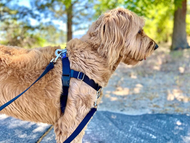 2 Hounds Design Freedom Dog Harness & Training Leash Review 2026: An ...