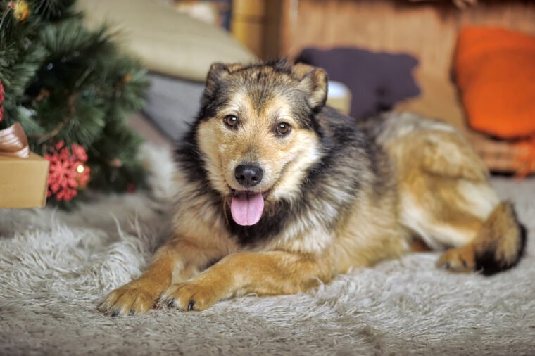 23 Alaskan Malamute Mixed Breeds: Info, Pictures & Facts | Hepper Pet ...