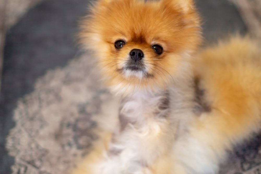 Why Does My Puppy Have Bald Spots? Our Vet Explains Causes & Treatment ...