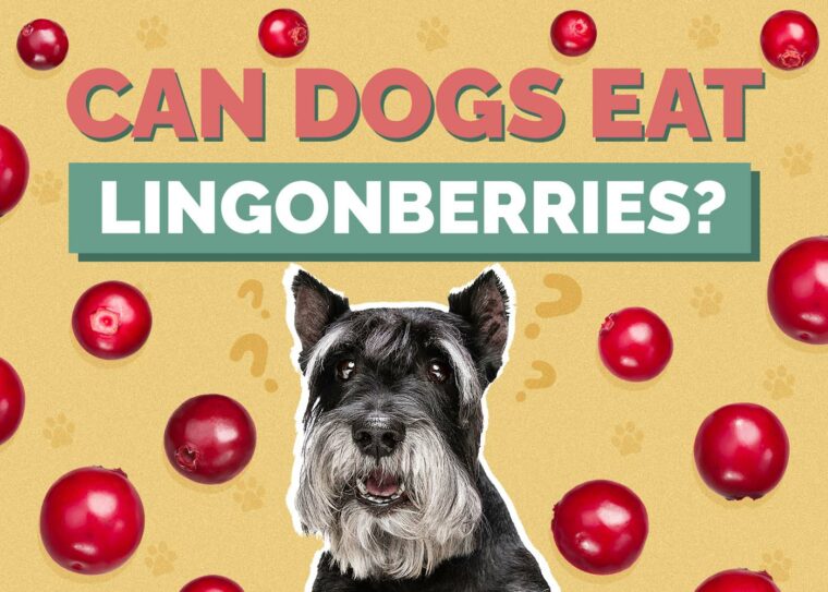 Can Dogs Eat Jam? Vet Reviewed Facts & FAQ | Hepper Pet Resources