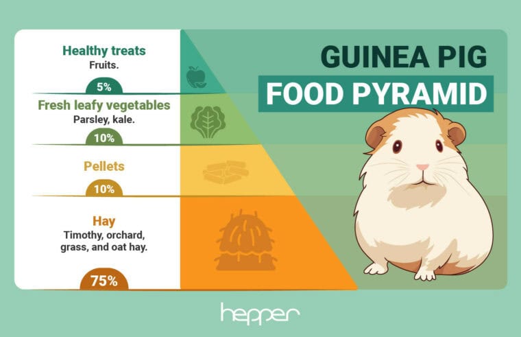 Can Guinea Pigs Eat Grass? Vet-Reviewed Nutrition Facts & FAQ | Hepper ...