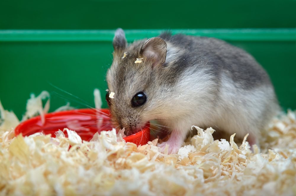 Tumors & Cancer in Hamsters: Signs, Causes & Treatment (Vet Answer ...
