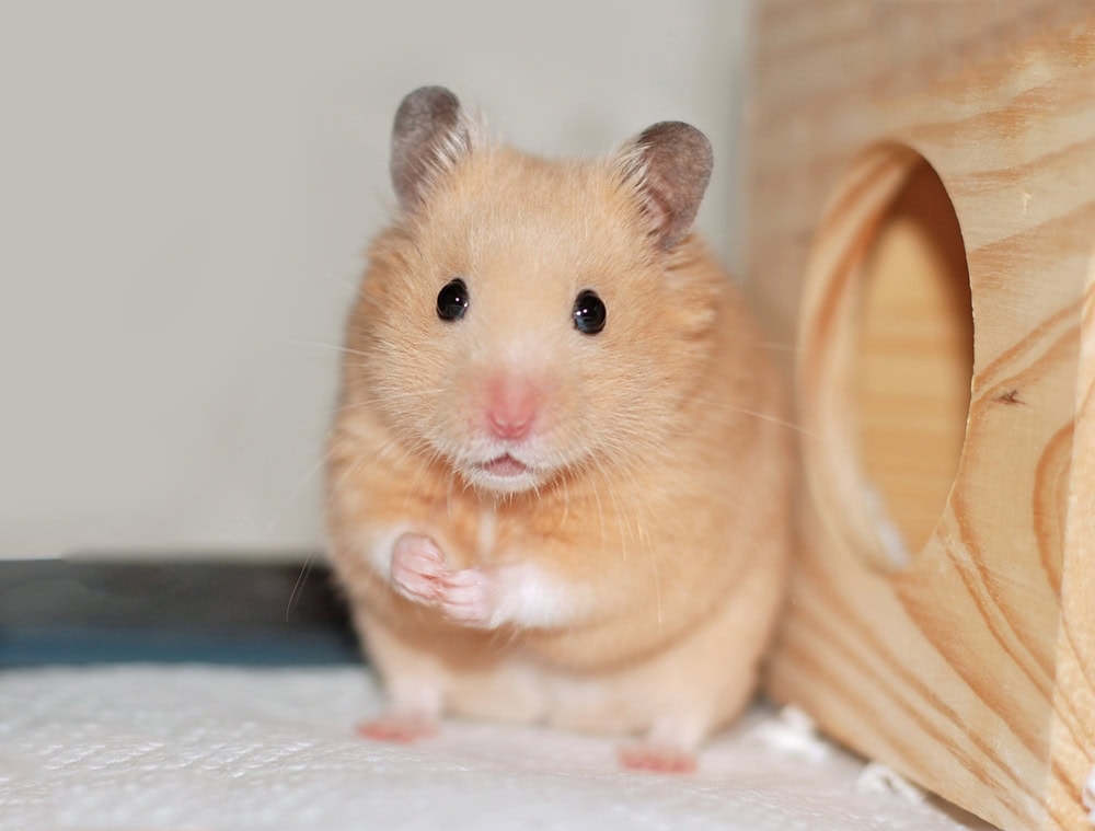 Tumors & Cancer in Hamsters: Signs, Causes & Treatment (Vet Answer ...