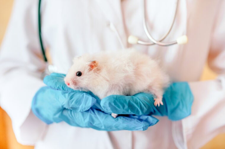 Tumors & Cancer in Hamsters: Signs, Causes & Treatment (Vet Answer ...