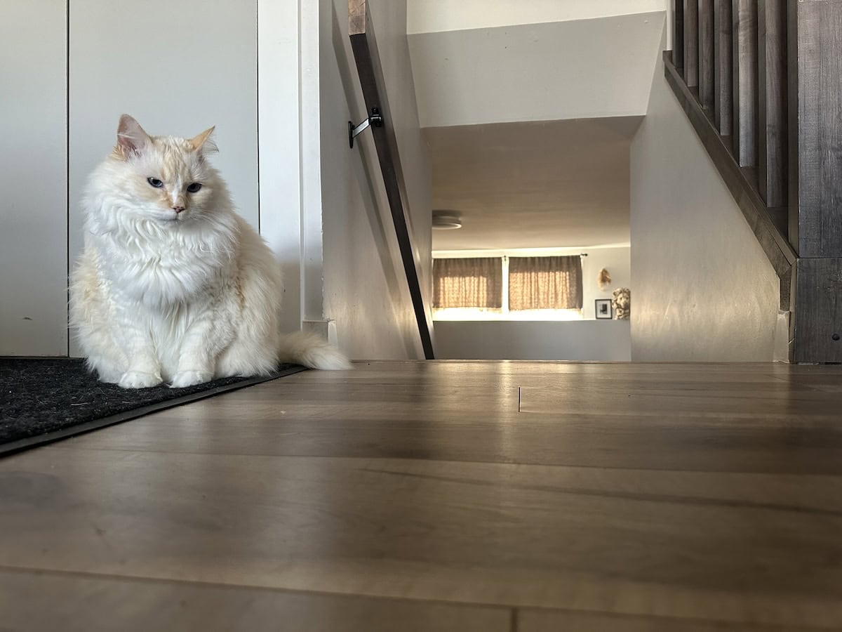 Litter Box Tracking: Our Prevention Hacks & Favorite Litter | Hepper ...