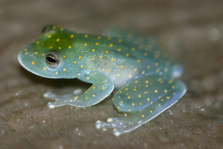 5 Types of Glass Frogs (With Info & Pictures) | Hepper Pet Resources