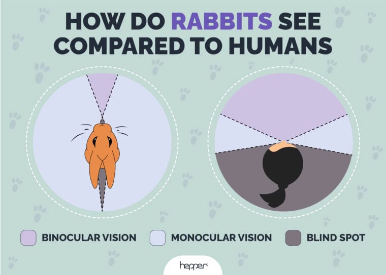 Can Rabbits See Colors? Vet-Appproved Eye Facts | Hepper Pet Resources
