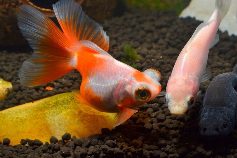 29 Types of Goldfish Breeds: Identification Guide (With Info & Pictures ...