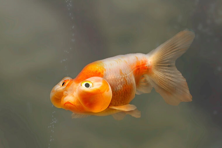 29 Types of Goldfish Breeds: Identification Guide (With Info & Pictures ...